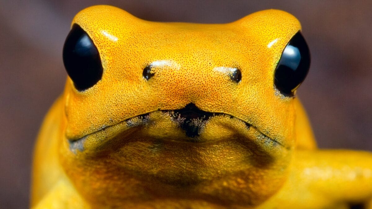 Sapo-dardo-dourado: o pequeno anfíbio que pode matar até 20 pessoas com ...