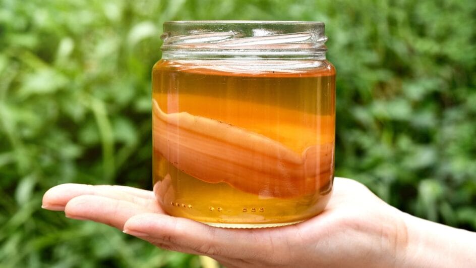 Como fazer kombucha, o "ouro líquido" que melhora a saúde do intestino ...