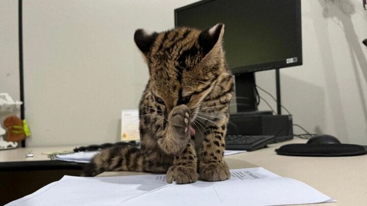 Gato selvagem levanta suspeita por ser “manso” após resgate em SC